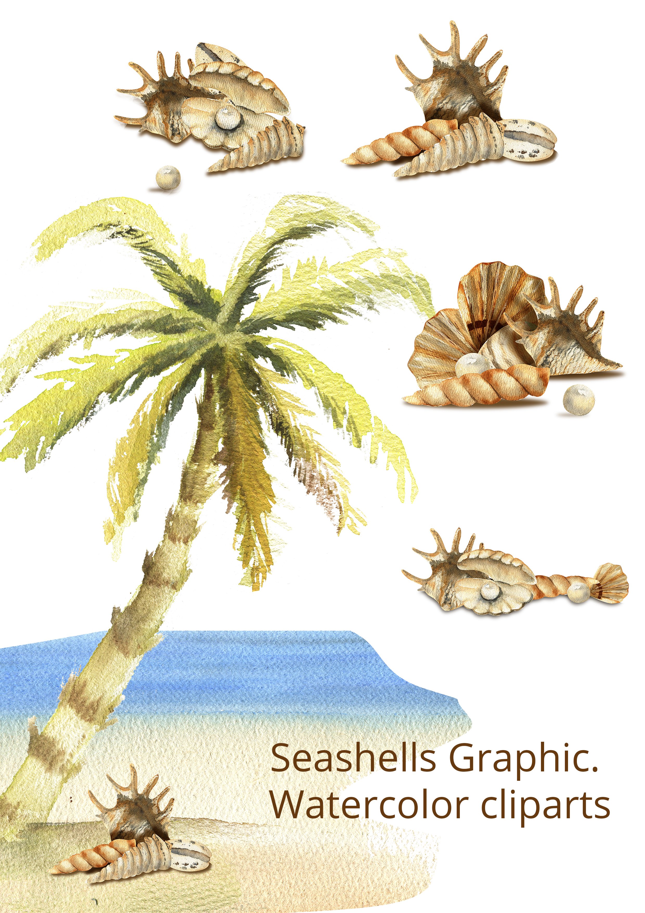 Seashells Graphic. Watercolor cliparts