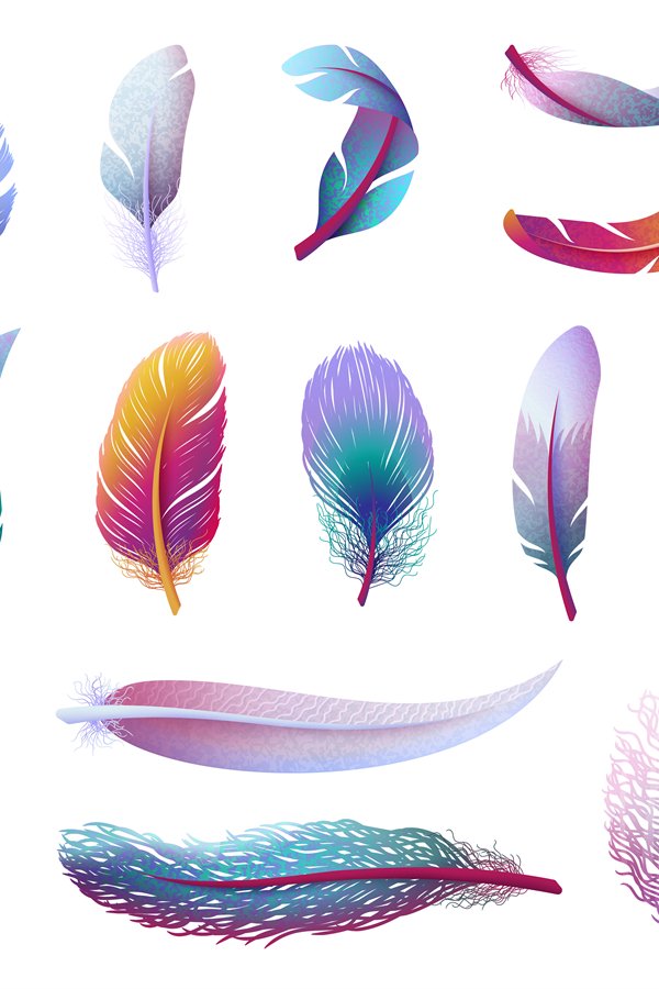 Colorful bird feather. Realistic feathers, isolated boho col