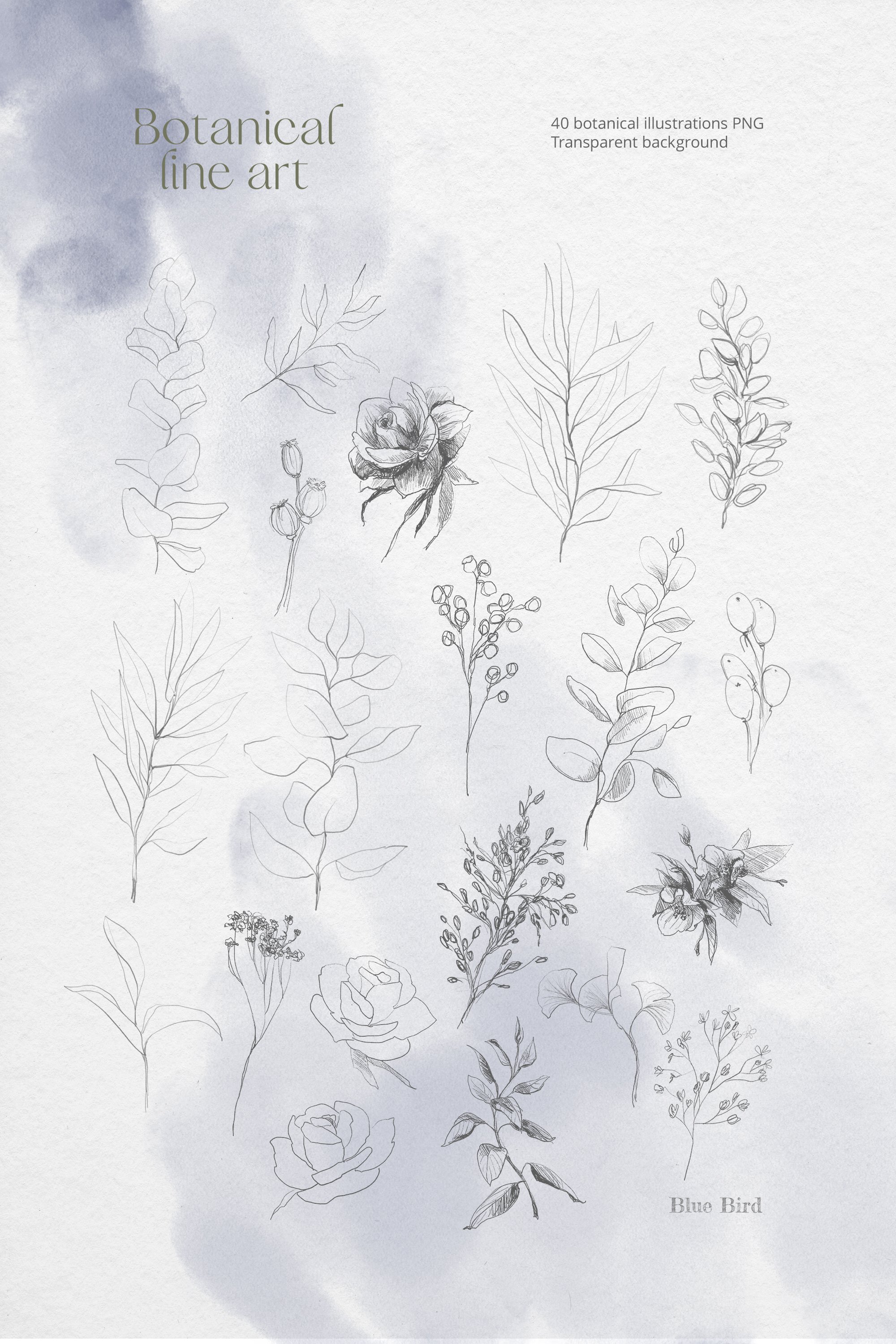 Botanical Line Art. Illustrations PNG. Floral (1553440)