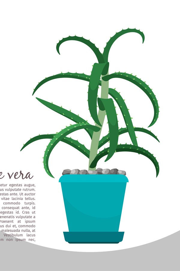 Aloe vera plant in pot banner
