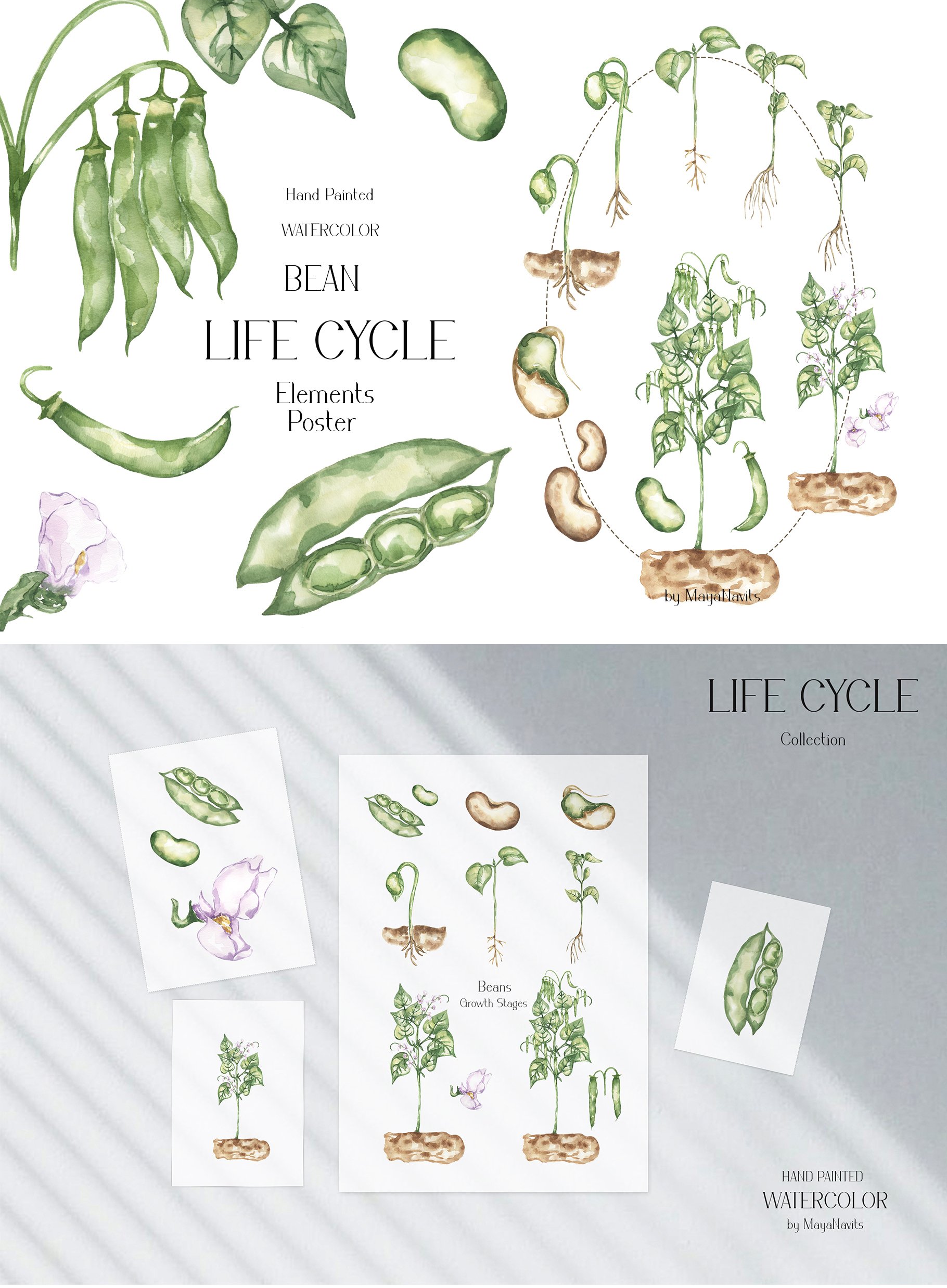 Watercolor Bean Life Cycle Set