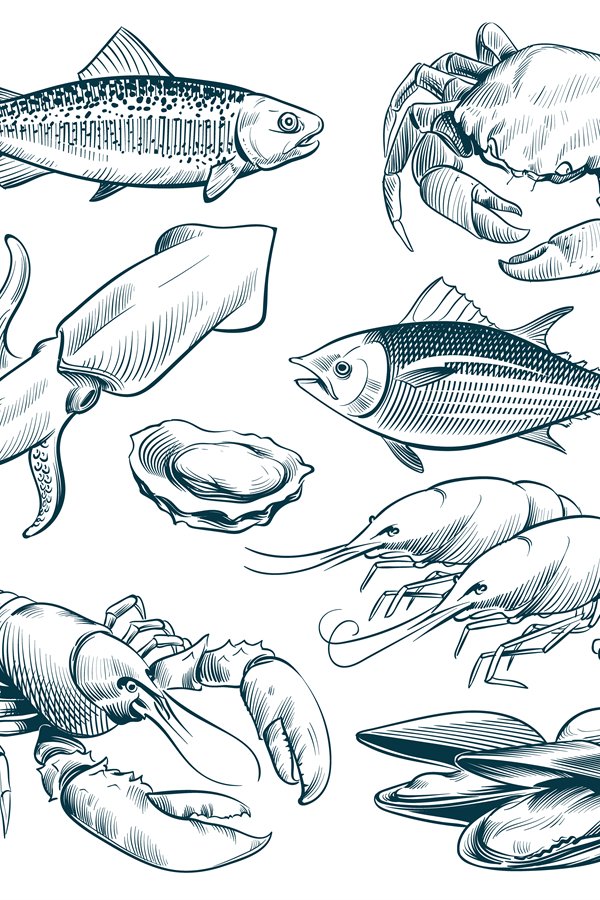 Sketch seafood. Lobster shellfish fish shrimp. Hand drawn se