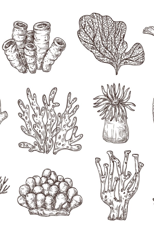 Coral sketch. Natural corals sketching, black engraving ocea