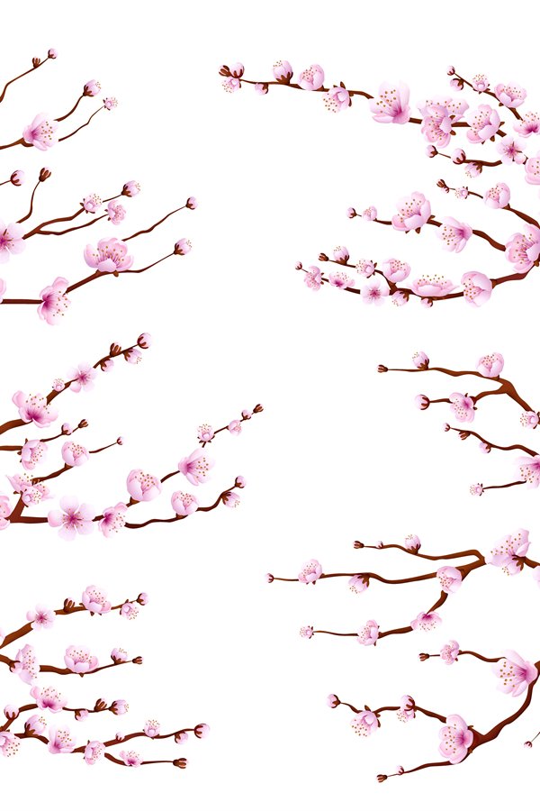 Blossom sakura. Japanese flower branches, floral art nature