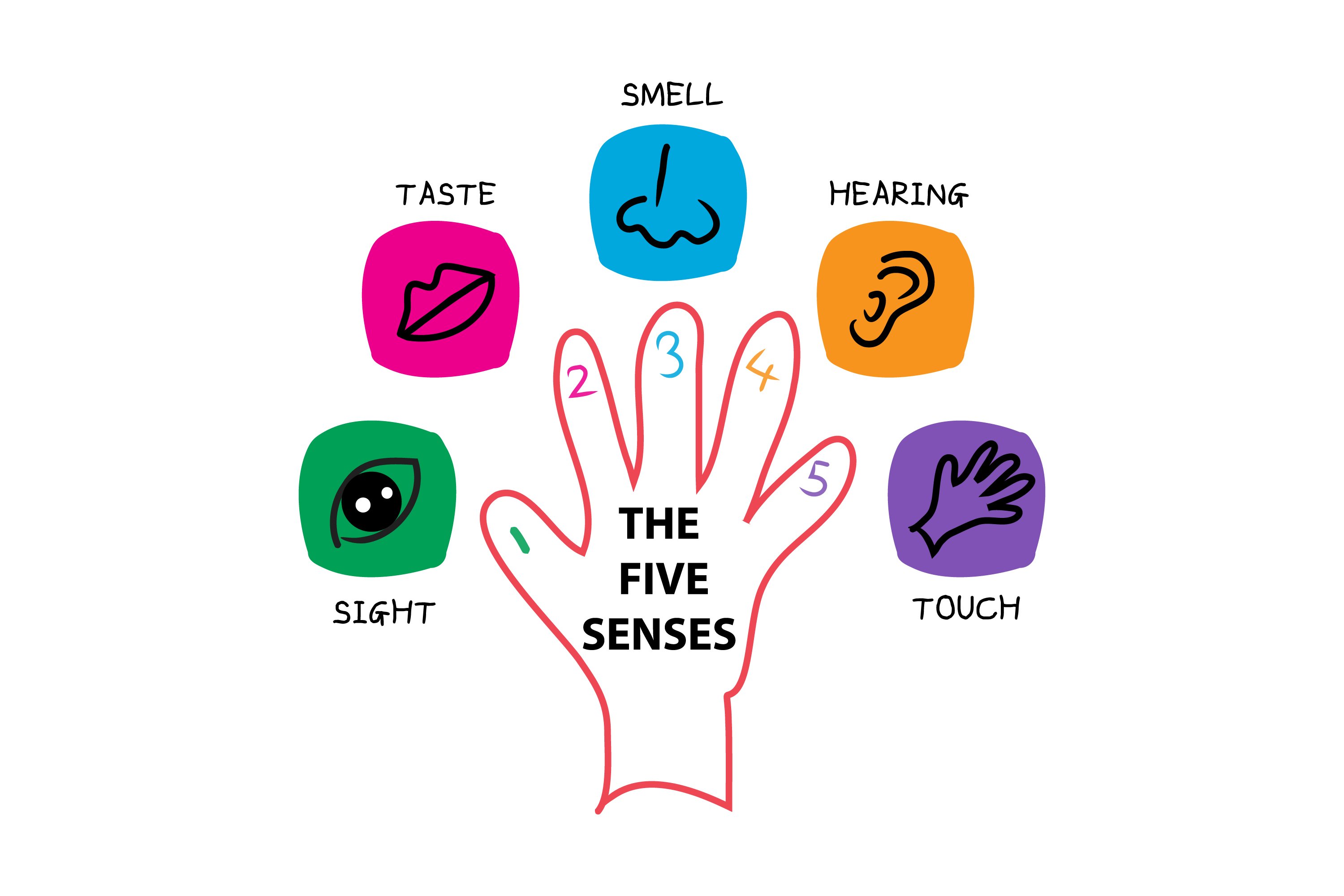 The Five Senses