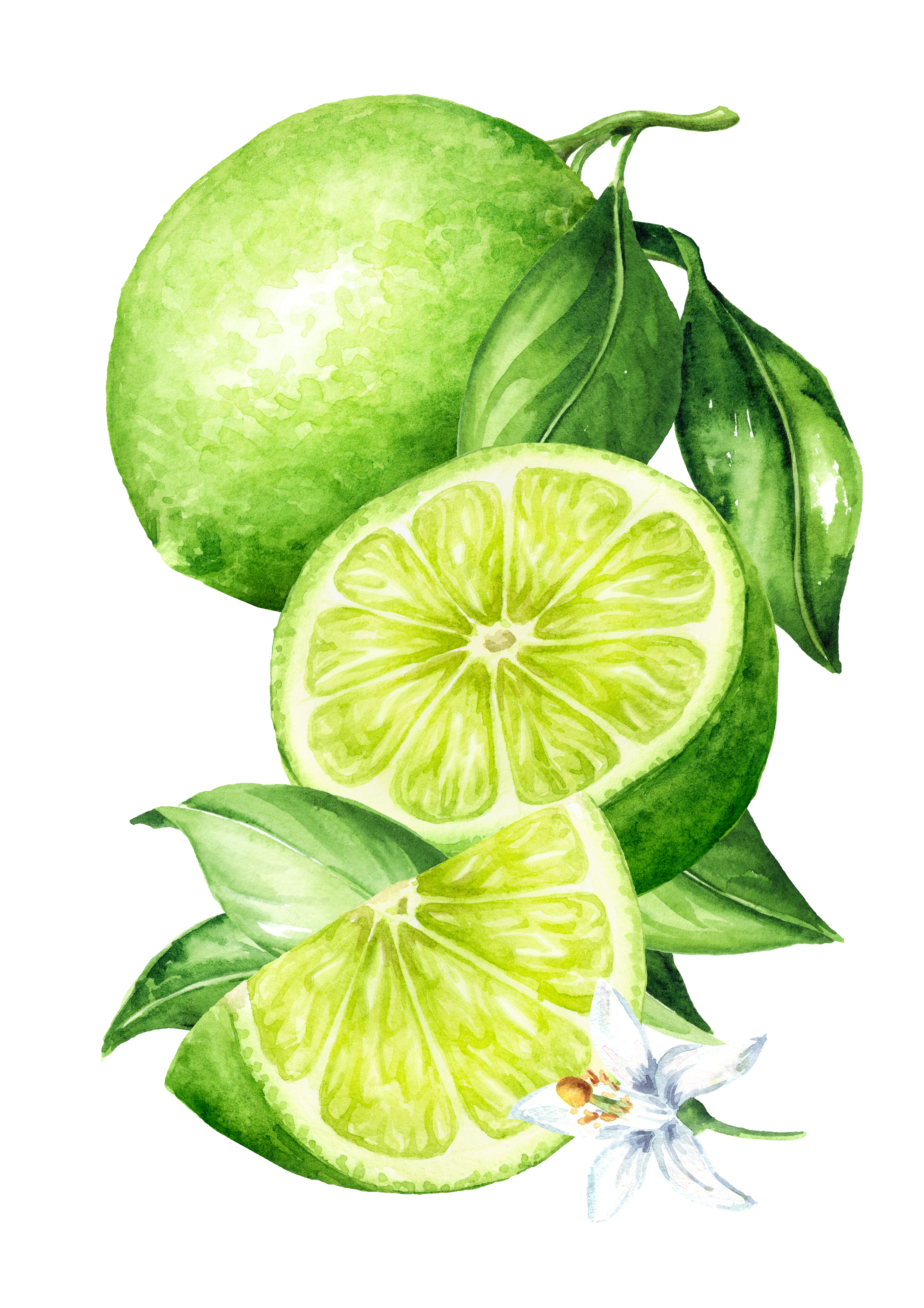 Lime citrus. Watercolor collection