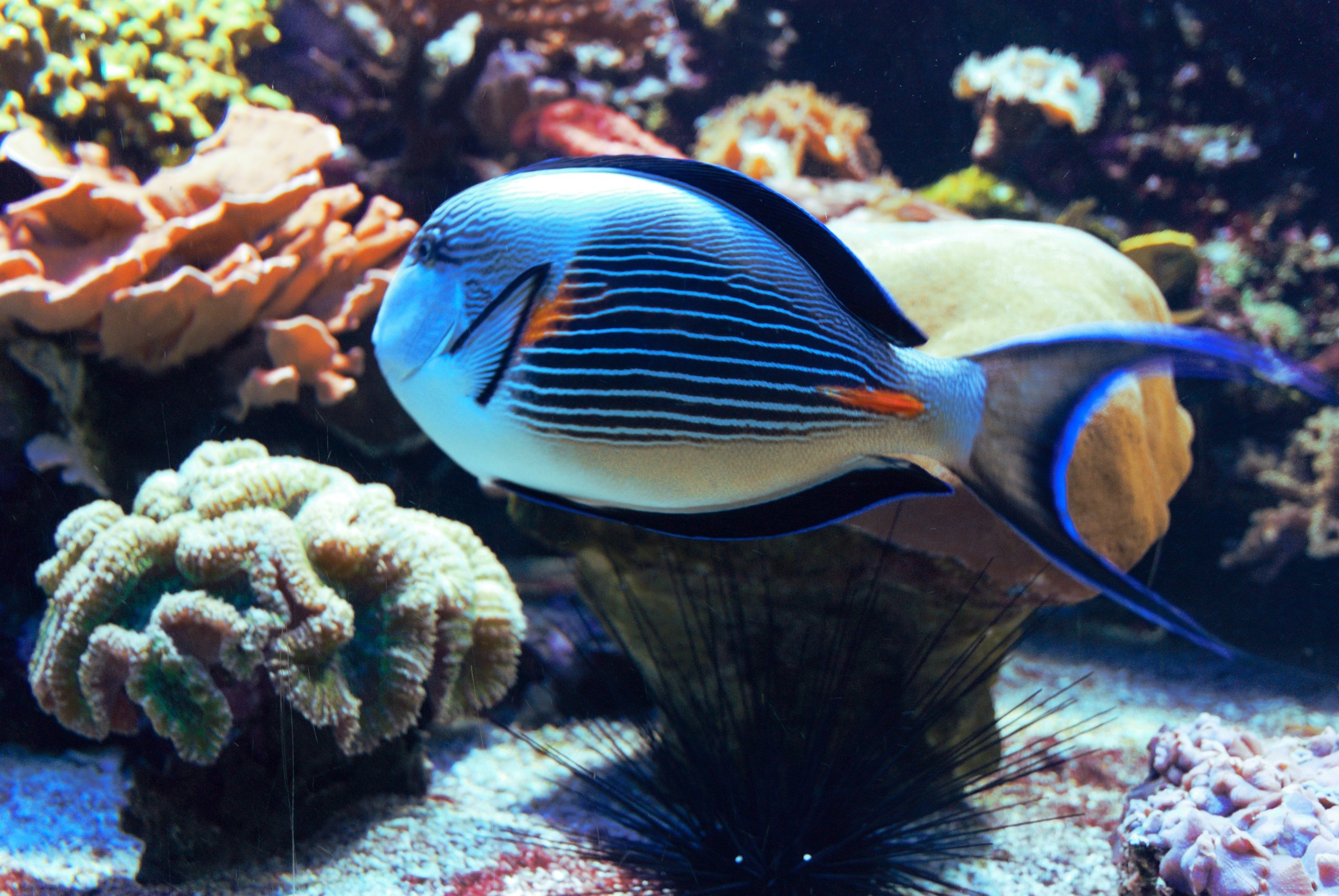 Blue fish with stripes.