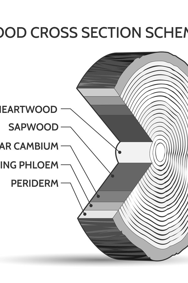 Wood cross section scheme