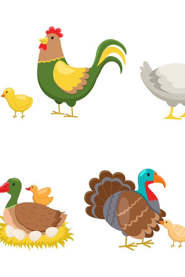 Farm birds. Rural poultry yard inhabitants, funny chicks and