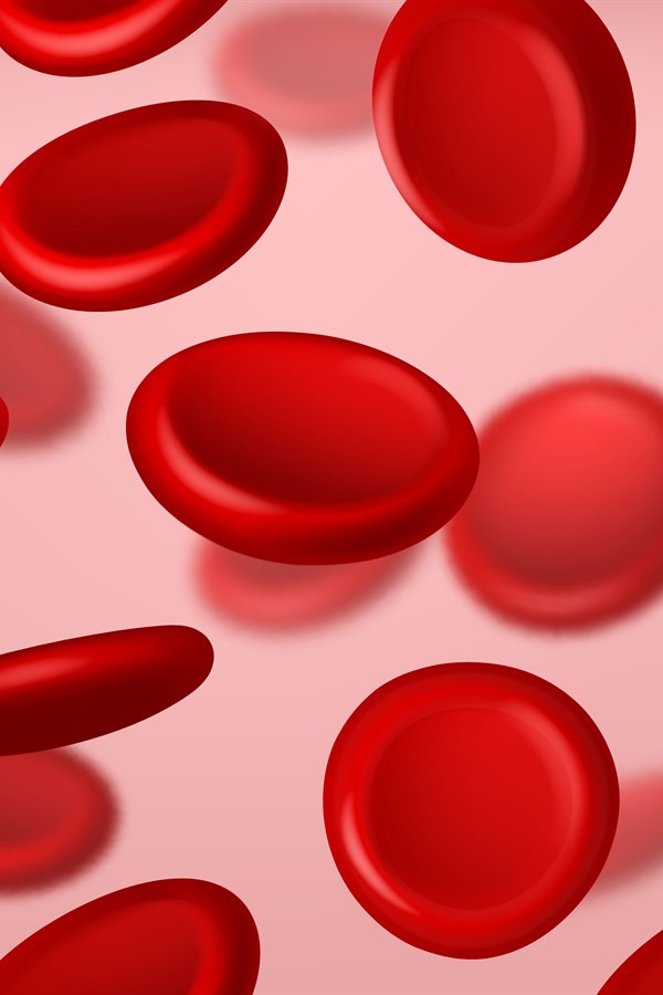 Streaming blood red cells. Realistic macro erythrocytes flow