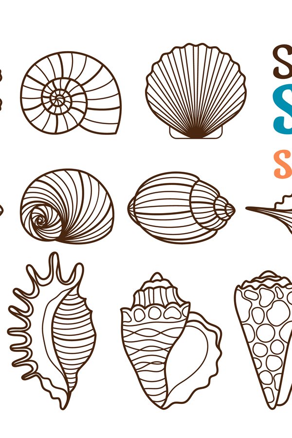 Vector sea shell line icons
