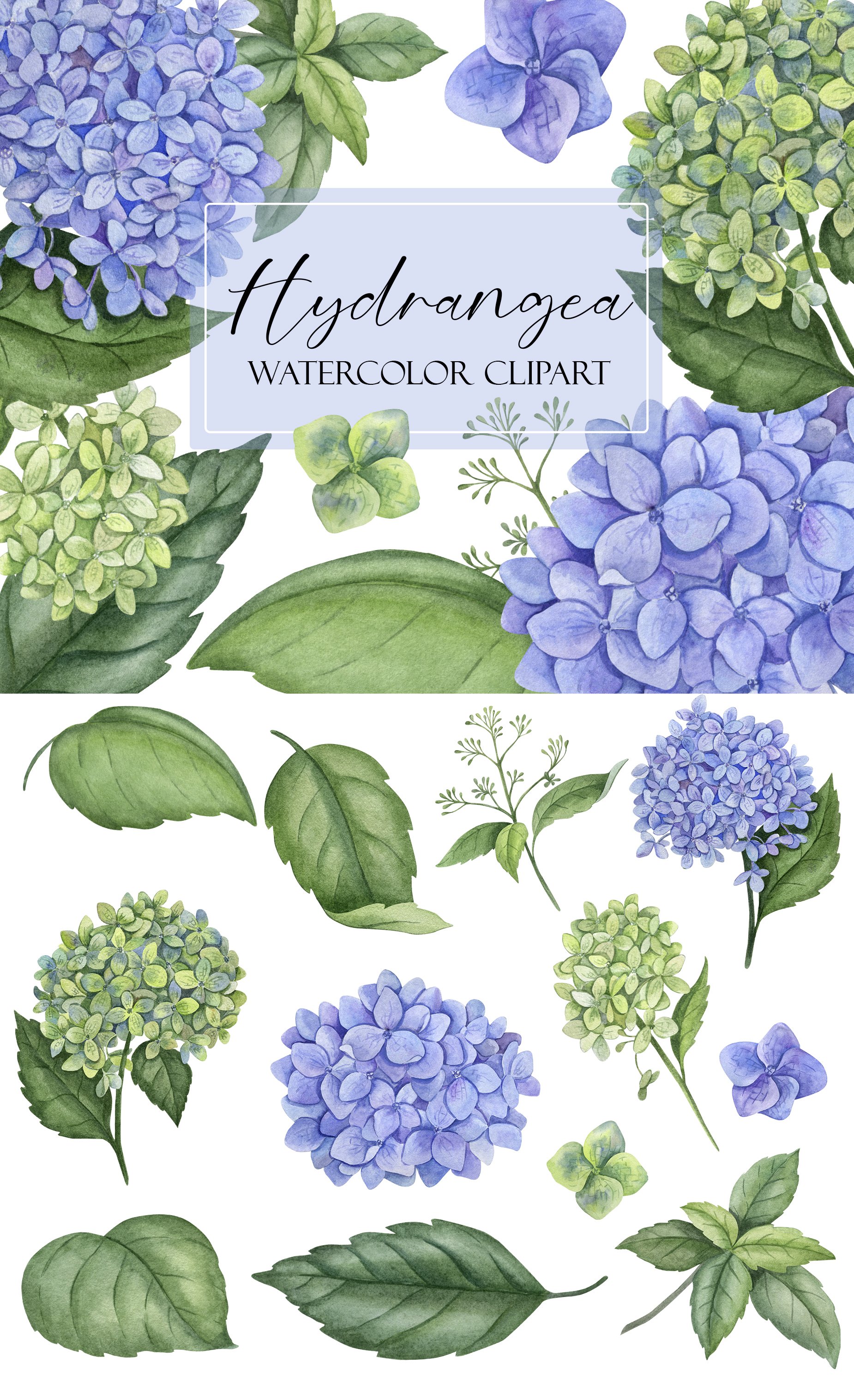 Flower watercolor clipart, hydrangea PNG (1613161)