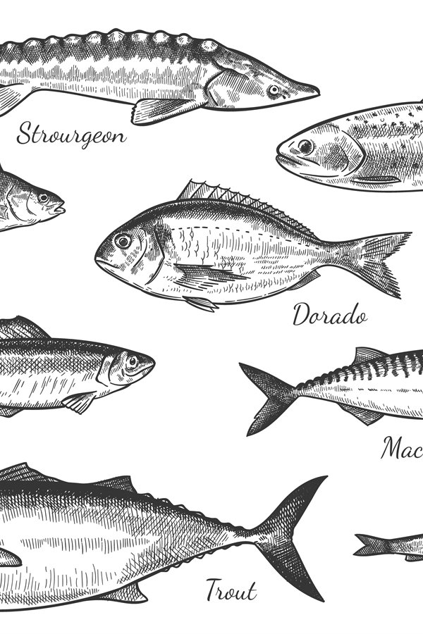 Sketch fish. Hand drawn different fishes trout, carp, tuna,