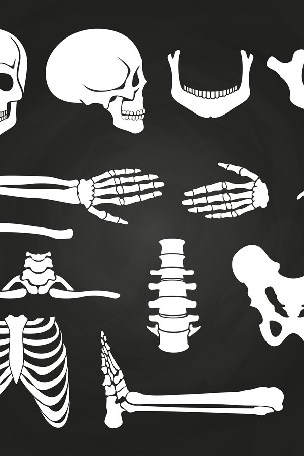 Human bones collection on chalkboard