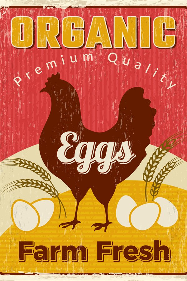 Chicken poster. Fresh egg healthy farm food vector design pl