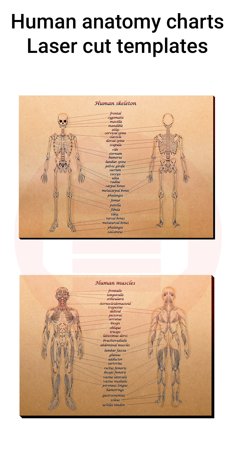 Human anatomy laser cut vector glowforge svg diy crafts