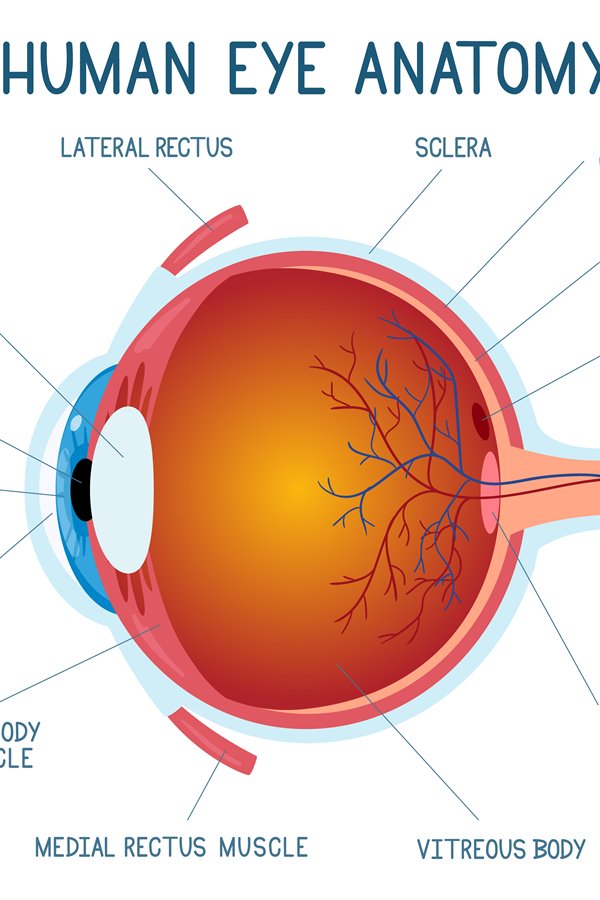 Cartoon eye anatomy scheme. Human eye ball (1341503)