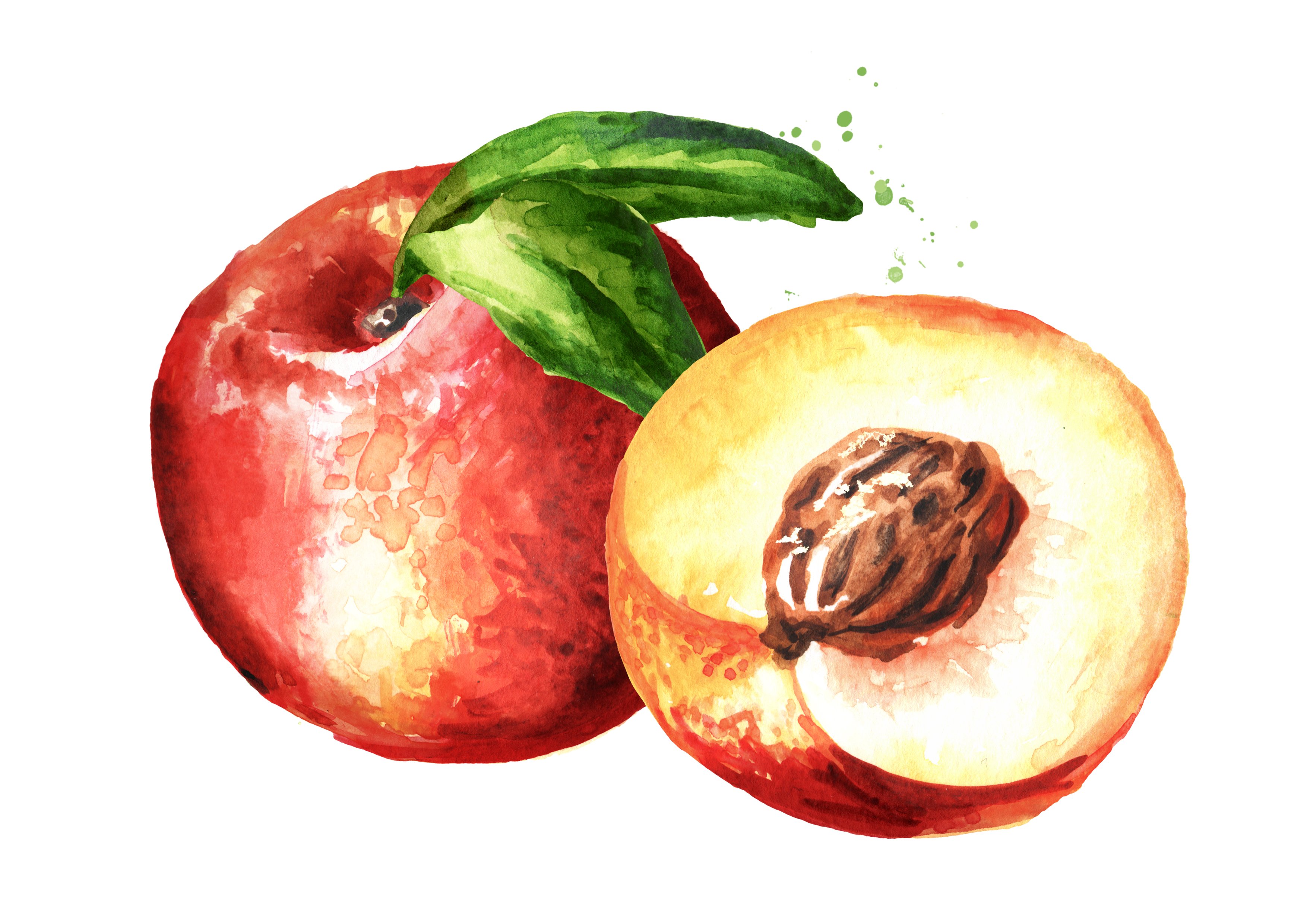 Nectarines. Watercolor collection