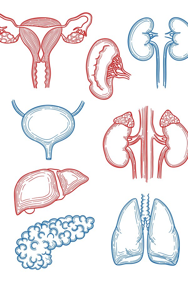 Organs sketch. Human body parts medical anatomy set liver he