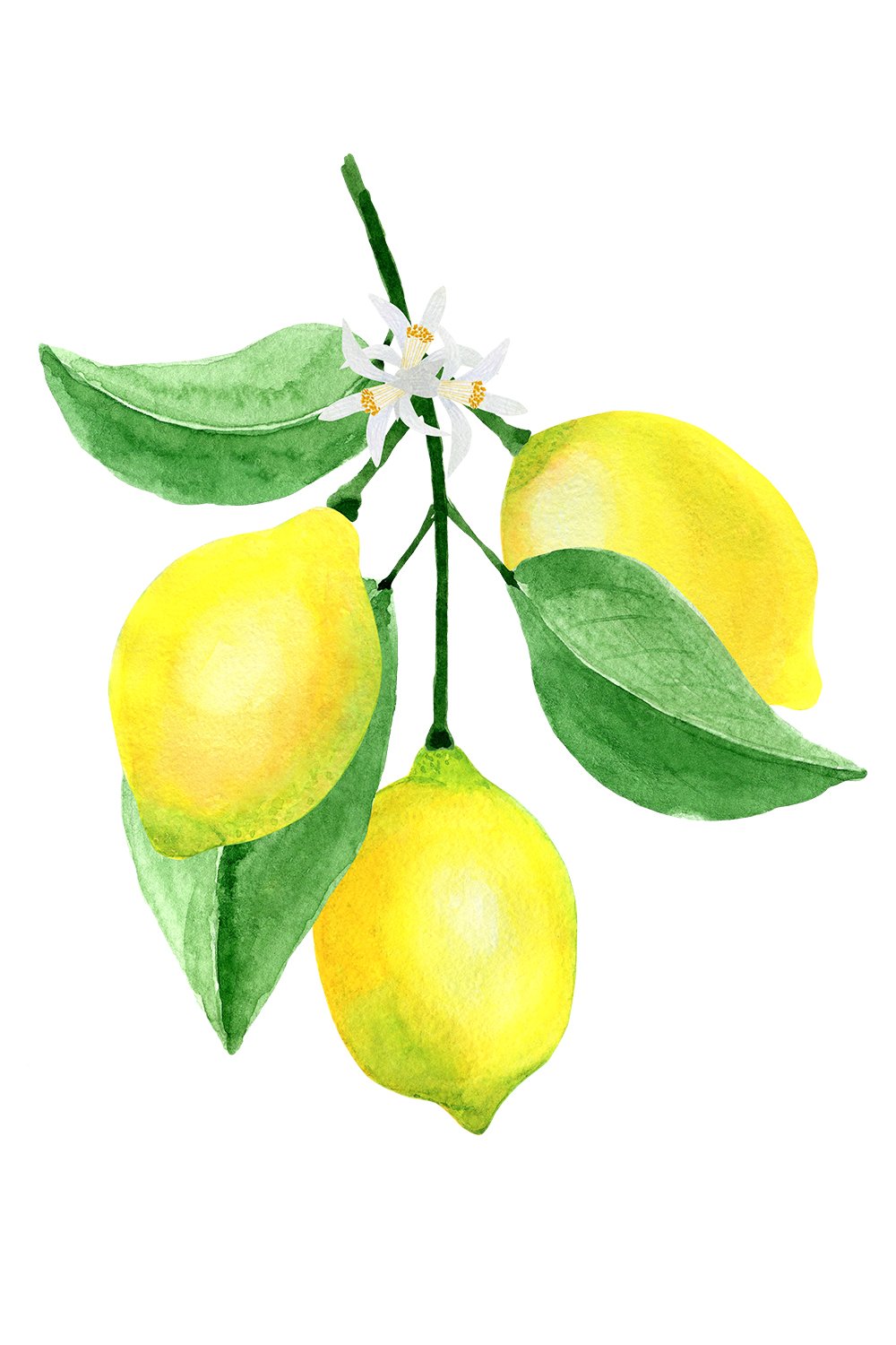 Watercolor Lemon Clipart Citrus Clipart. Yellow summer fruit