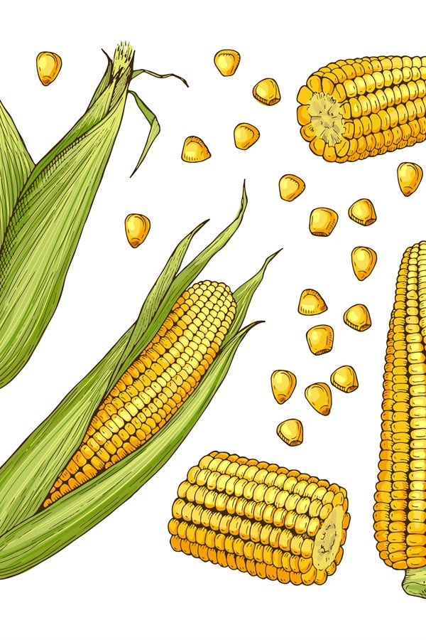 Vector farm illustrations. Different sides of corn
