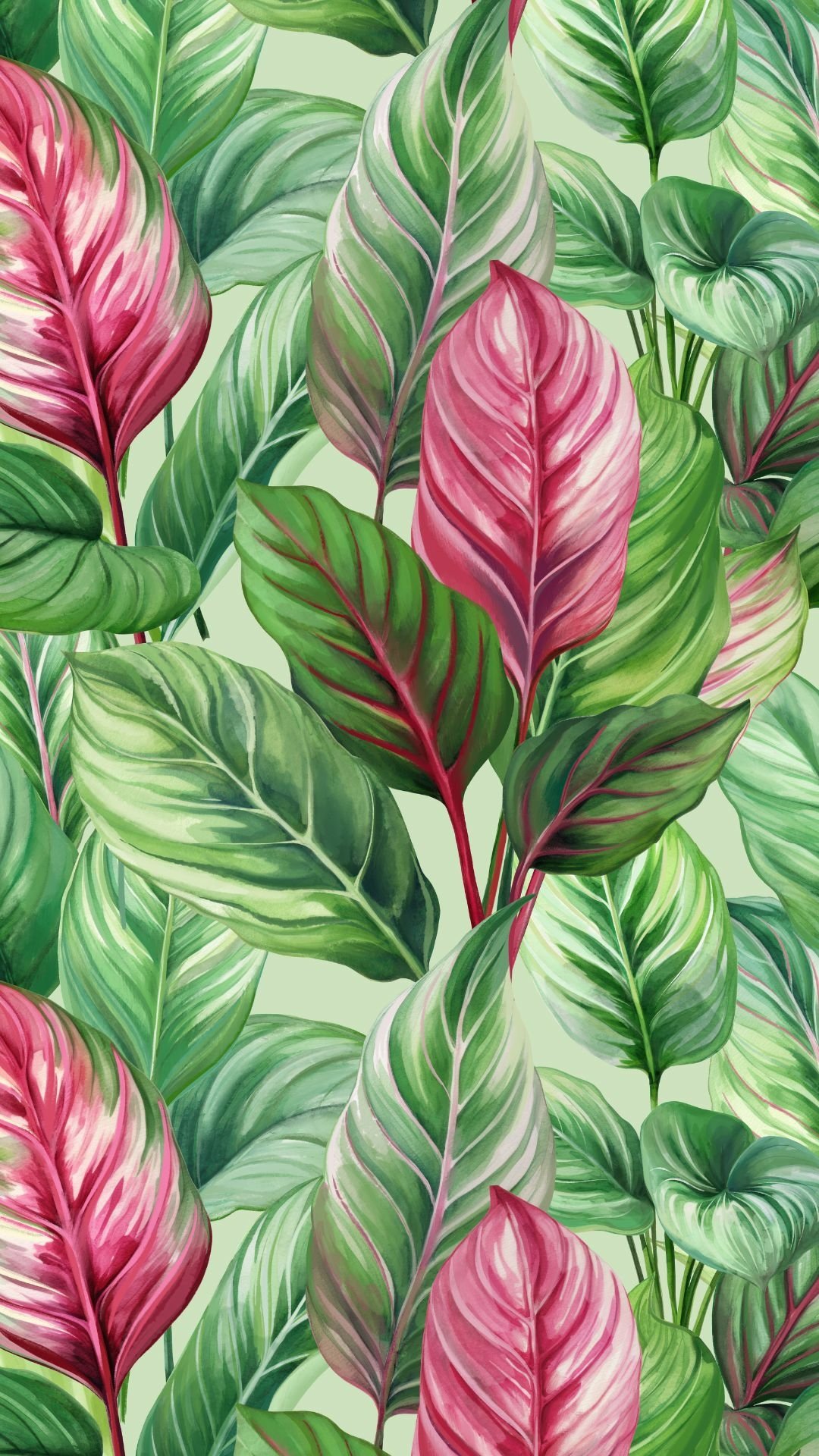 Caladium. Tropical leaves patterns and elements. Floral