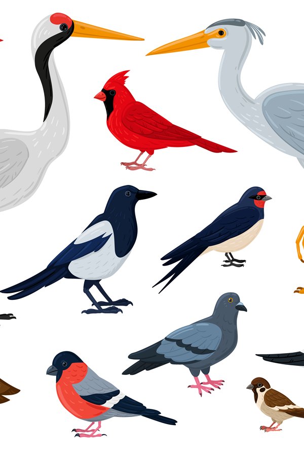 Cartoon flying birds, crane, red cardinal duck and seagull.