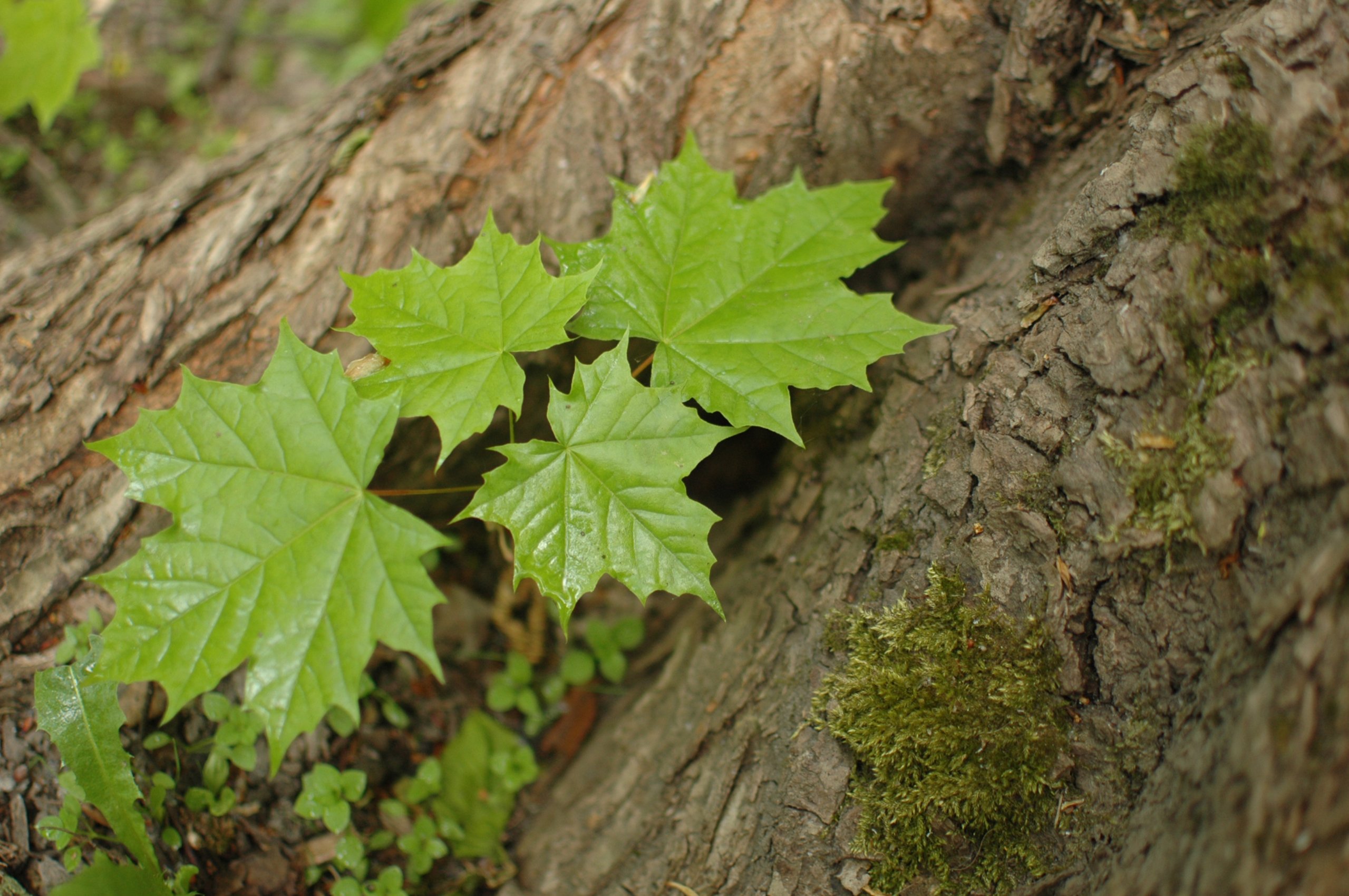 Young maple leaves (794358)