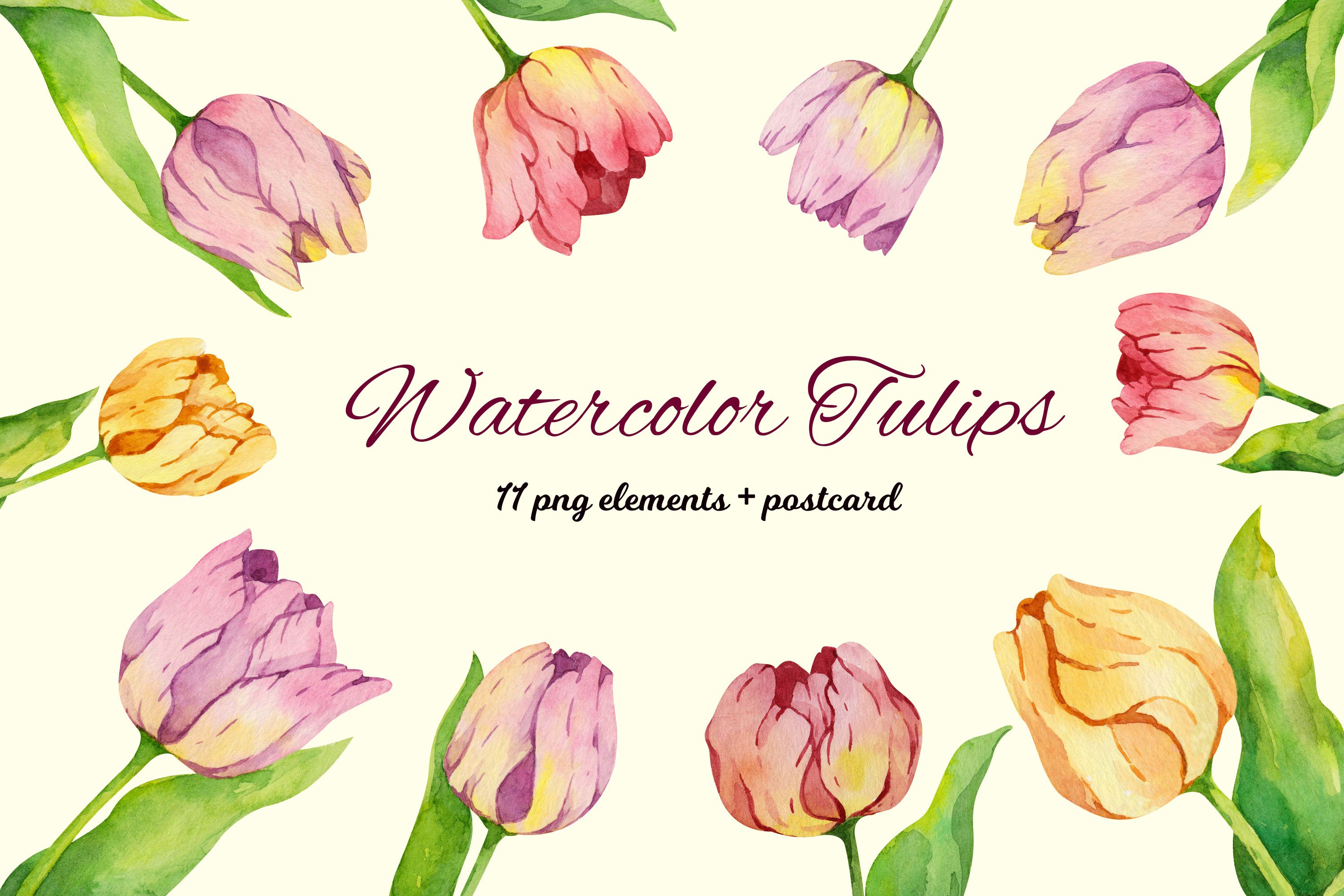 Watercolor tulips clipart. Spring flowers collection