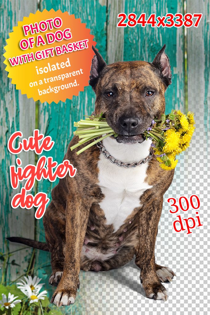 Cute fighter dog on transparent background