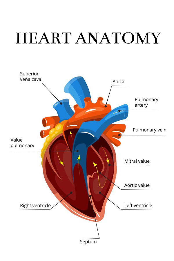 Heart sectional anatomy vector cardiological illustration