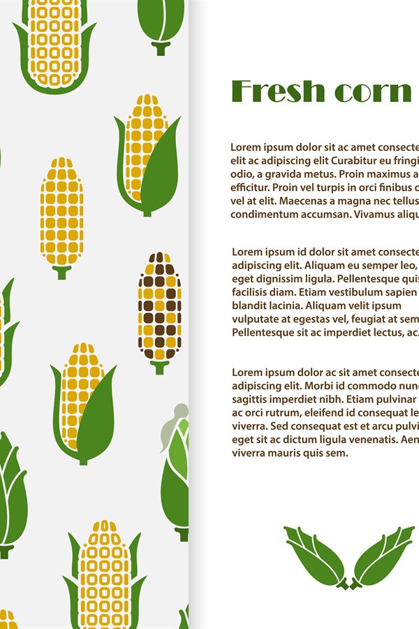 Fresh corn banner template design. Vector harvest flyer
