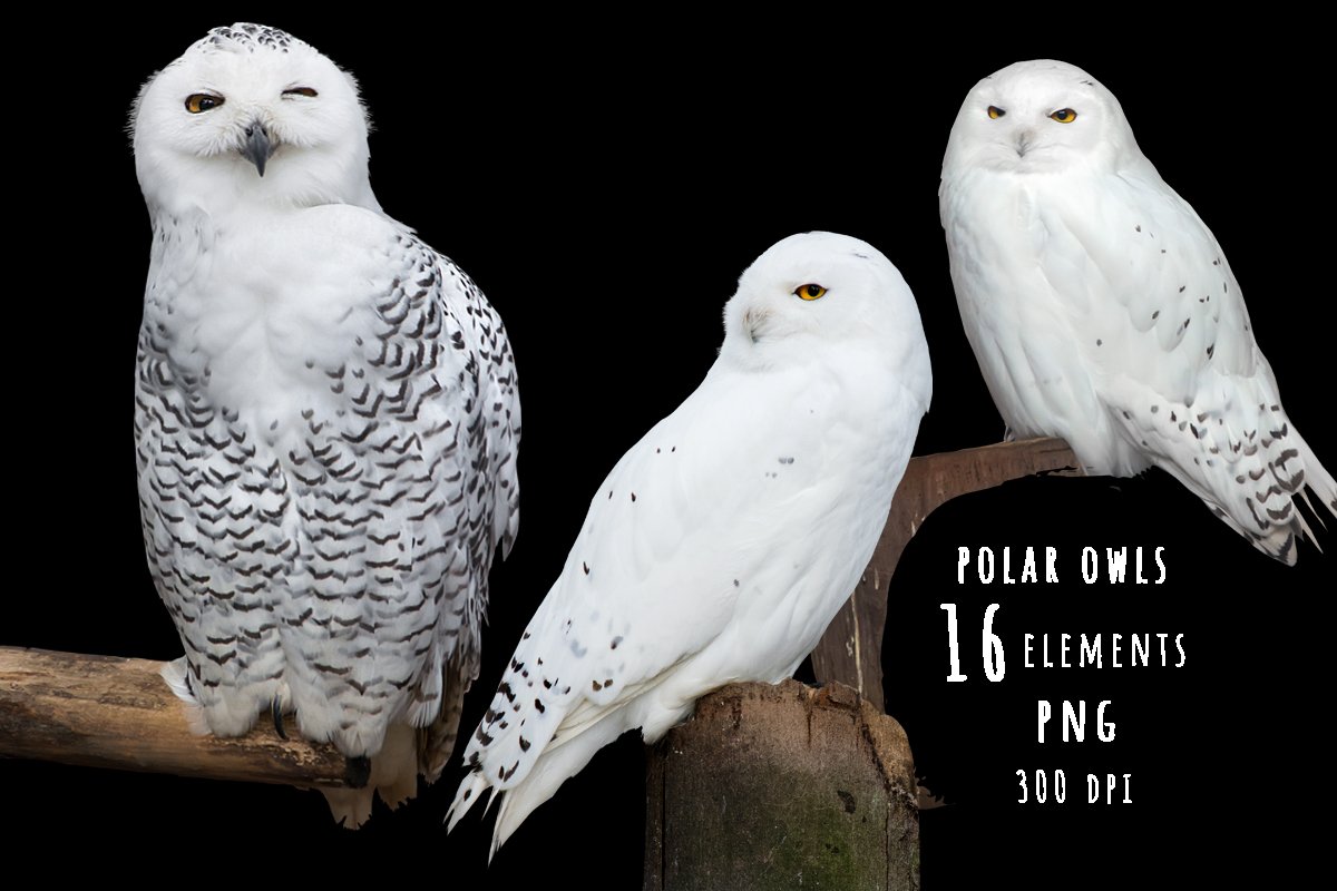 Polar snowy owls photo bundle
