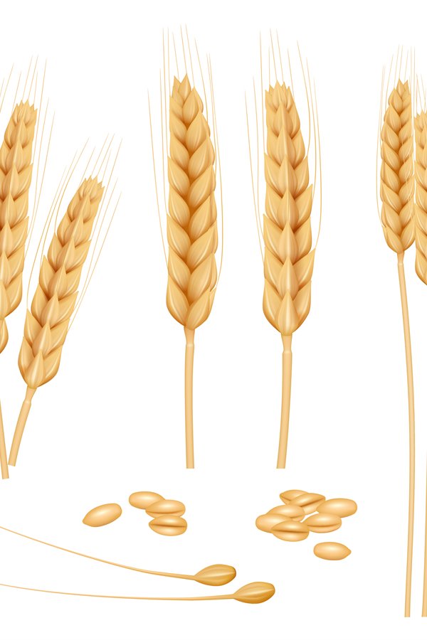 Wheat realistic. Agriculture healthy organic food golden gra