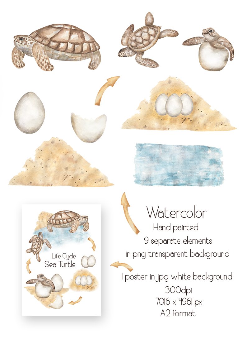 Watercolor Turtle Life Cycle Bundle