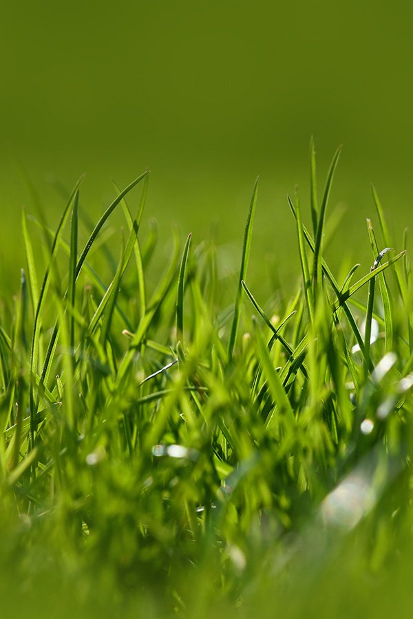 Green Grass Glowing in Back Light (777406)