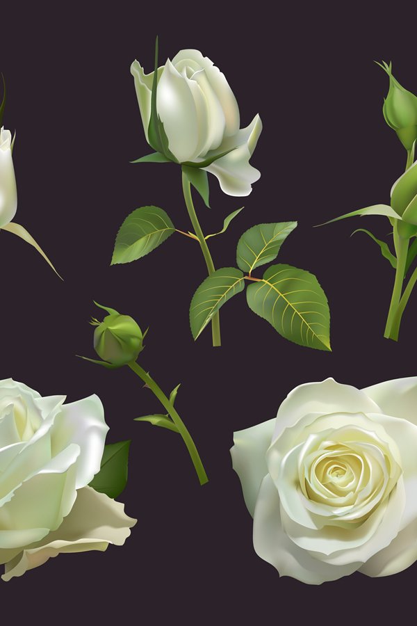Realistic roses bouquet. White rose flowers with leaves, flo