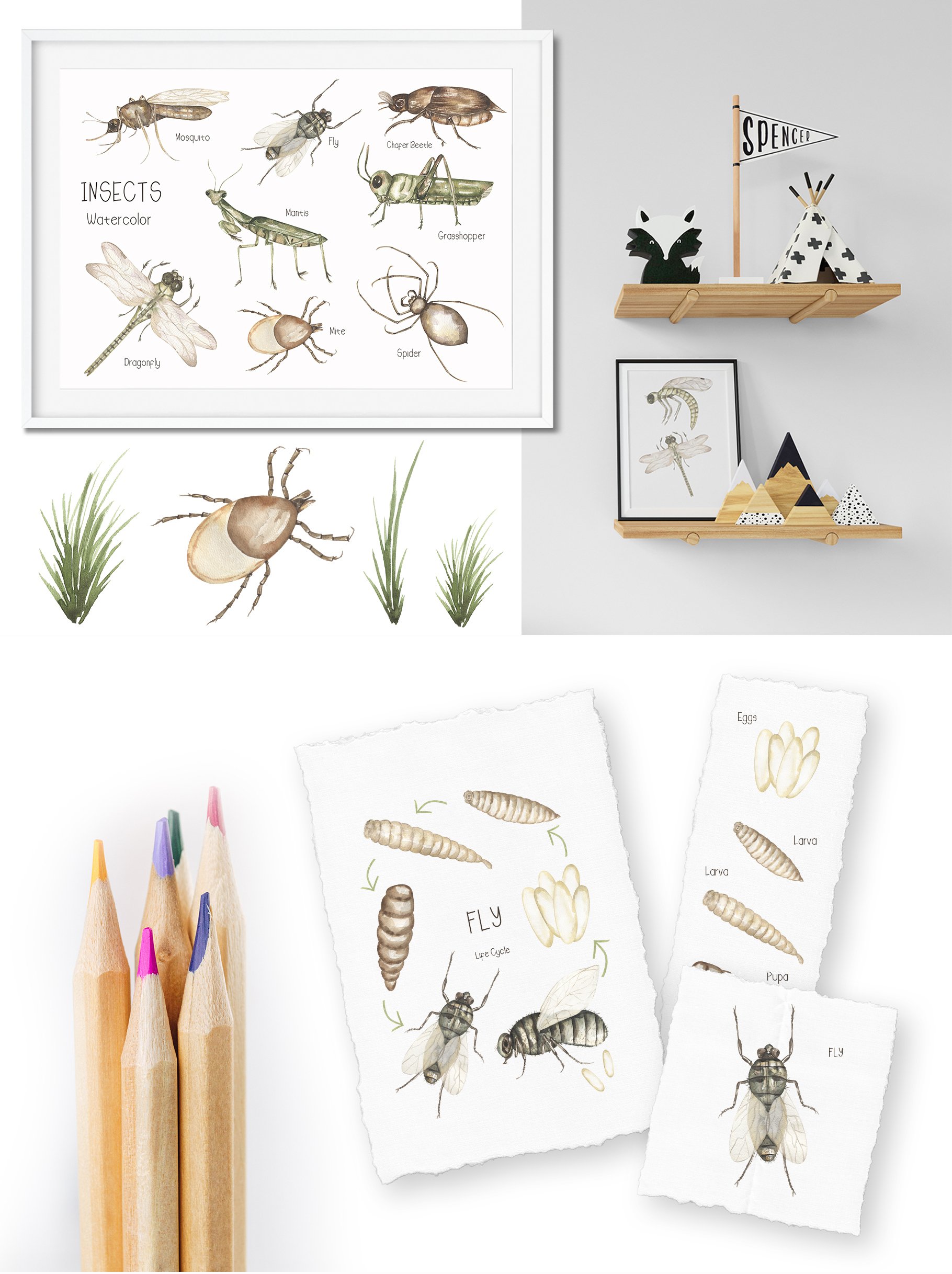 Watercolor Insects Life Cycle Collection Bundle