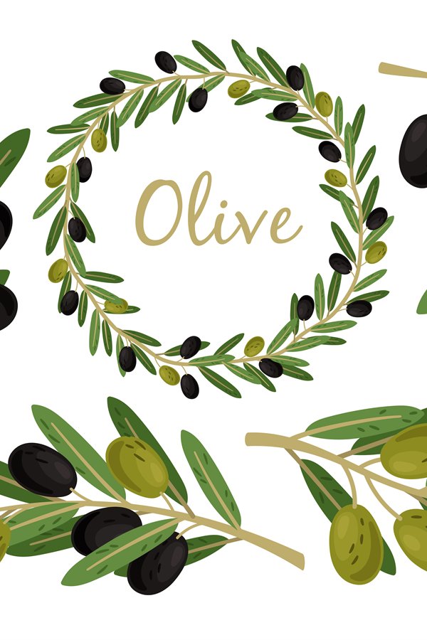 Olives branches and olive crown. Greek olives branch and wre (955898 ...