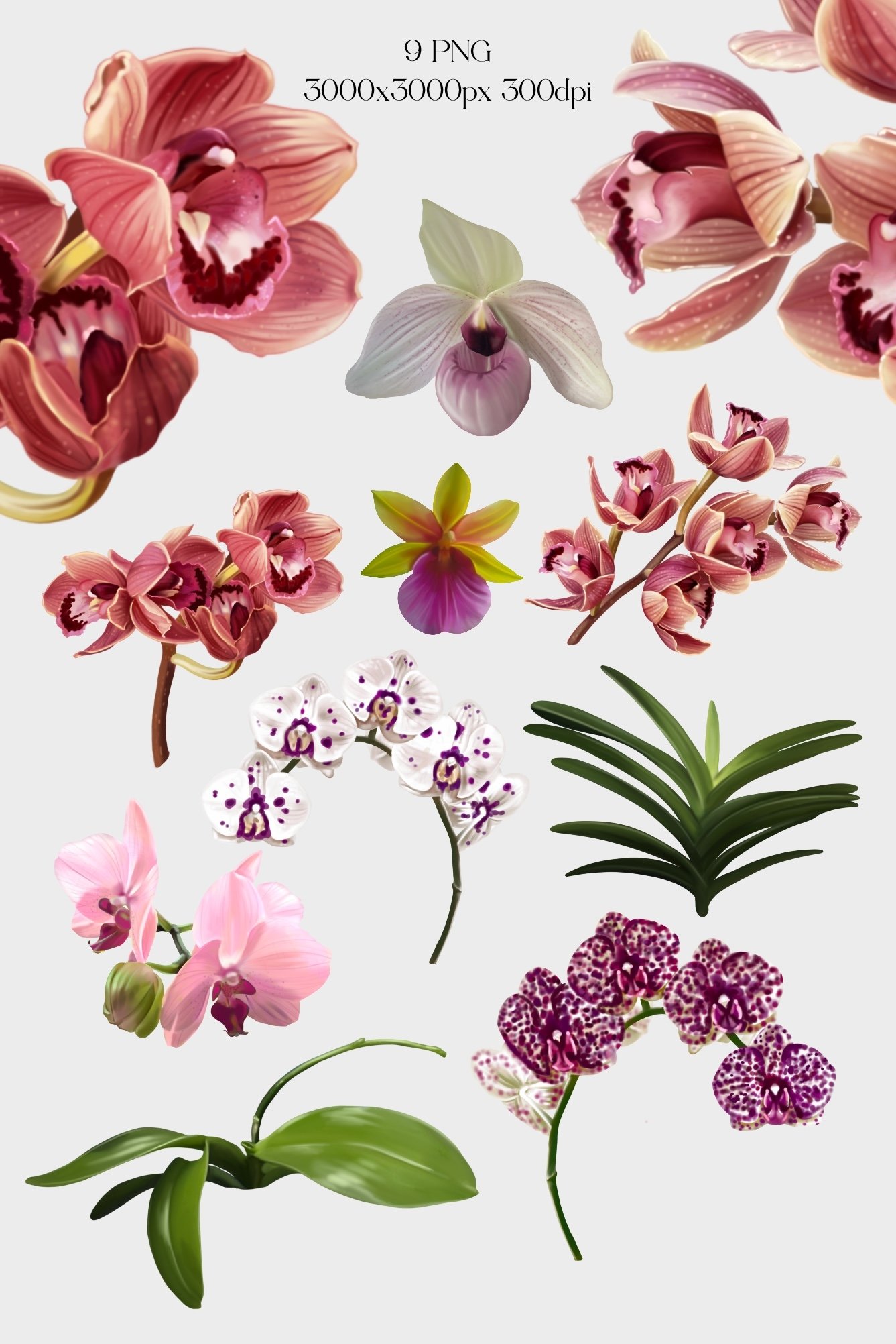 Watercolor orchids Bundle | Tropical flower clipart