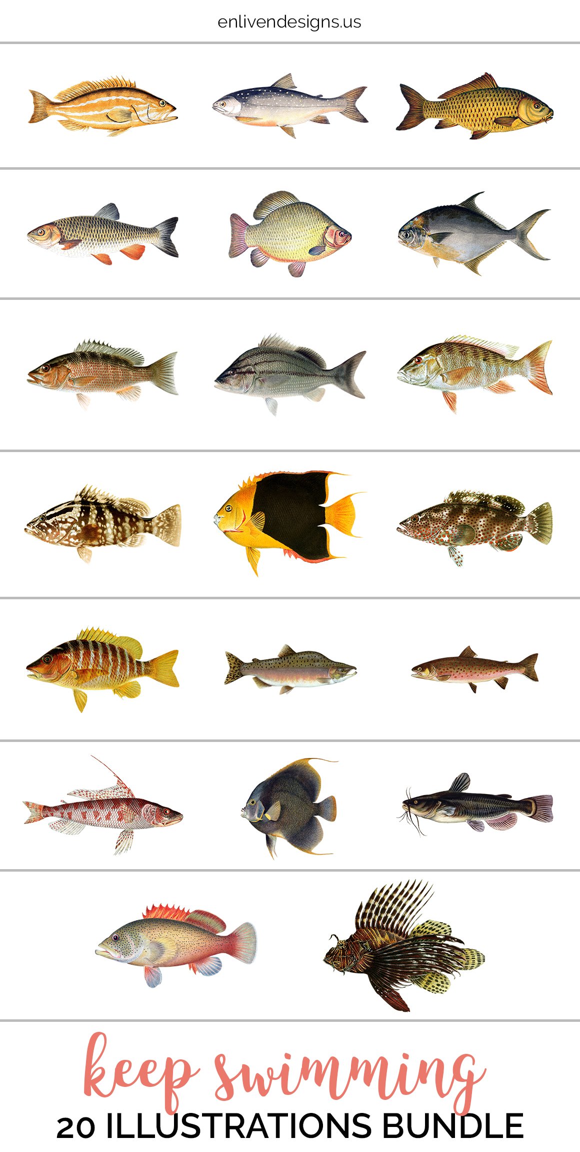 Fish Bundle - 20 Fish (204654)