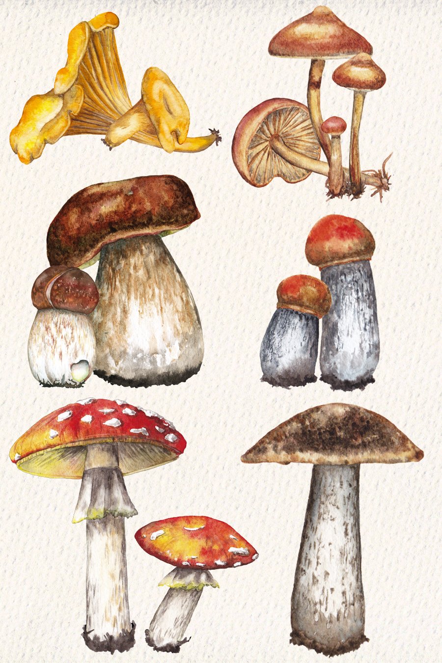 Woodland mushroom clipart Watercolor individual (1443943)