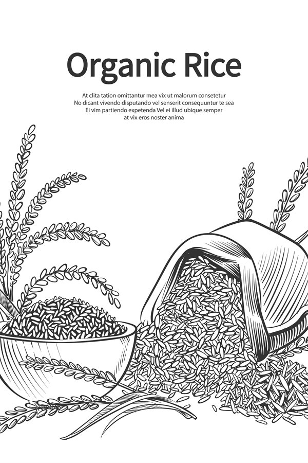 Hand drawn rice background. Rice sack, bowl and ears vector