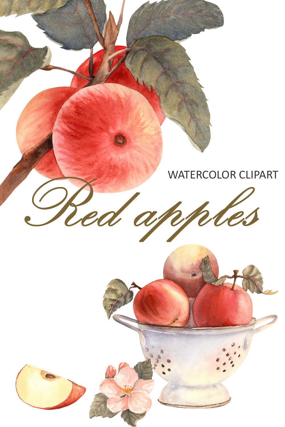 Red apples and apple blossom watercolor clipart (1867962)