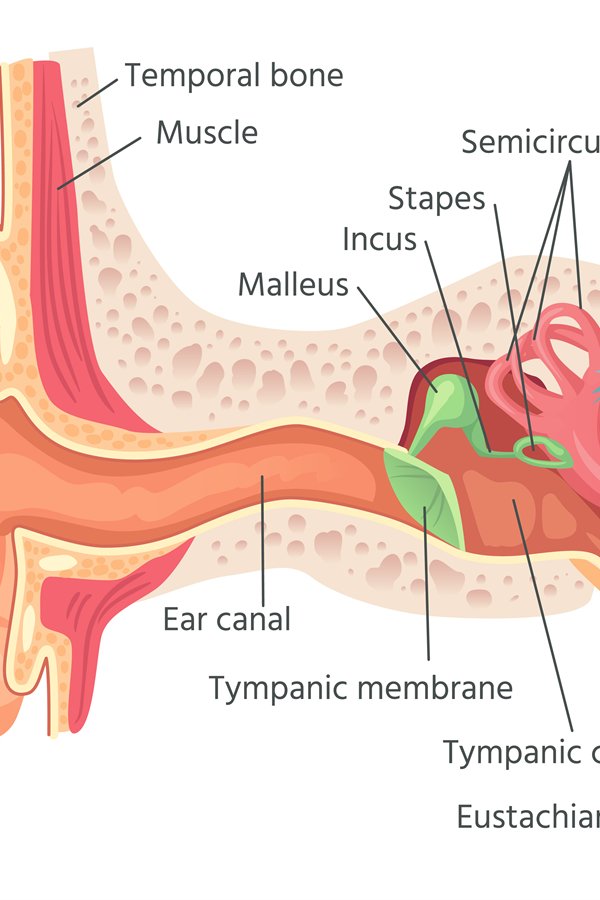 Human ear anatomy. Ears inner structure, organ of hearing ve