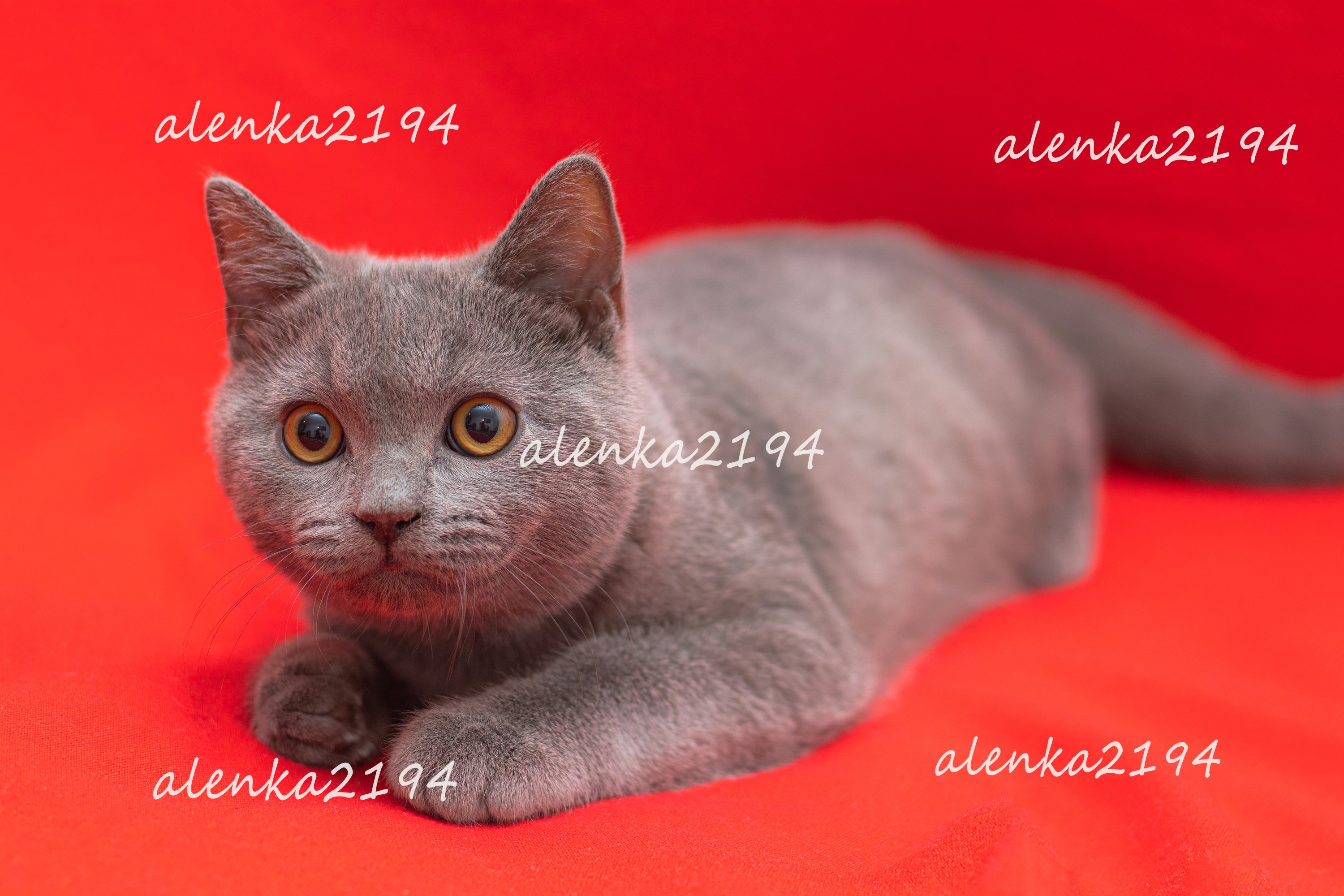 British gray cat on red background