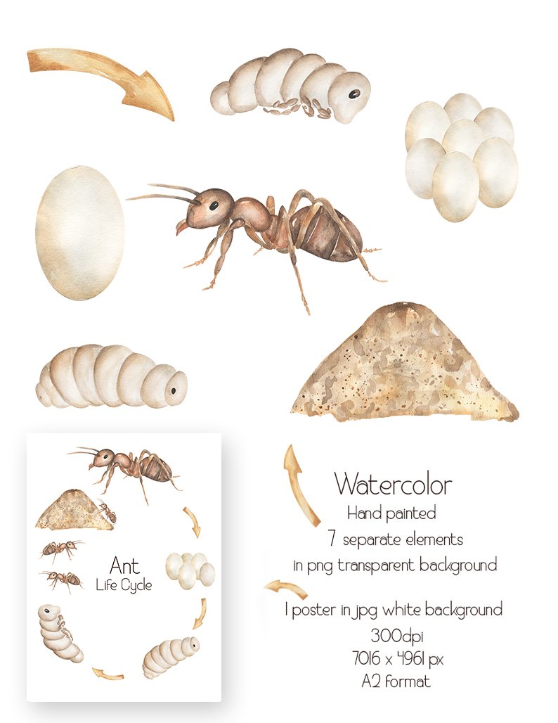 Watercolor Ant Life Cycle Clipart Bundle