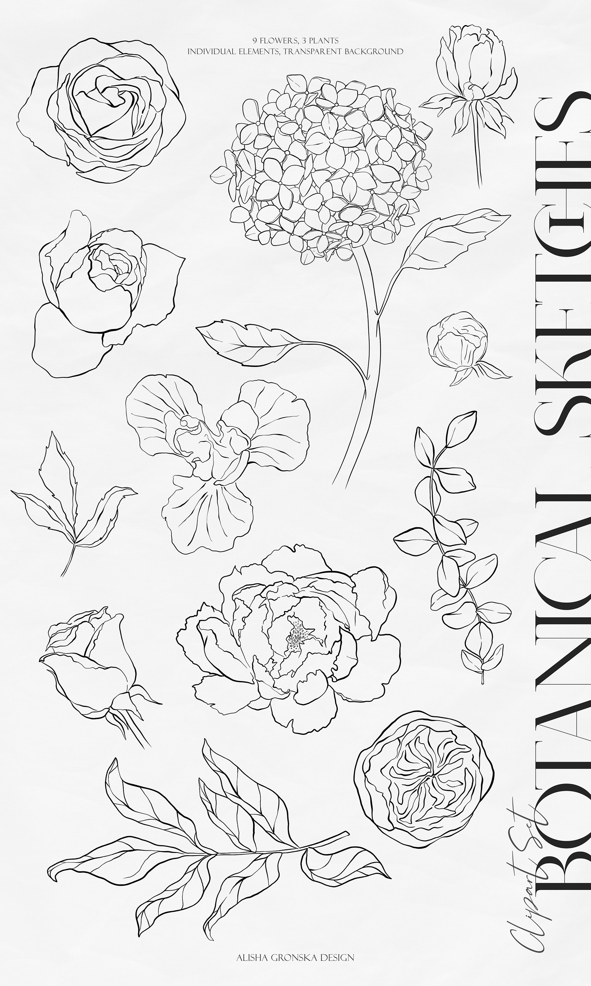 Botanical sketches Flowers Line Art