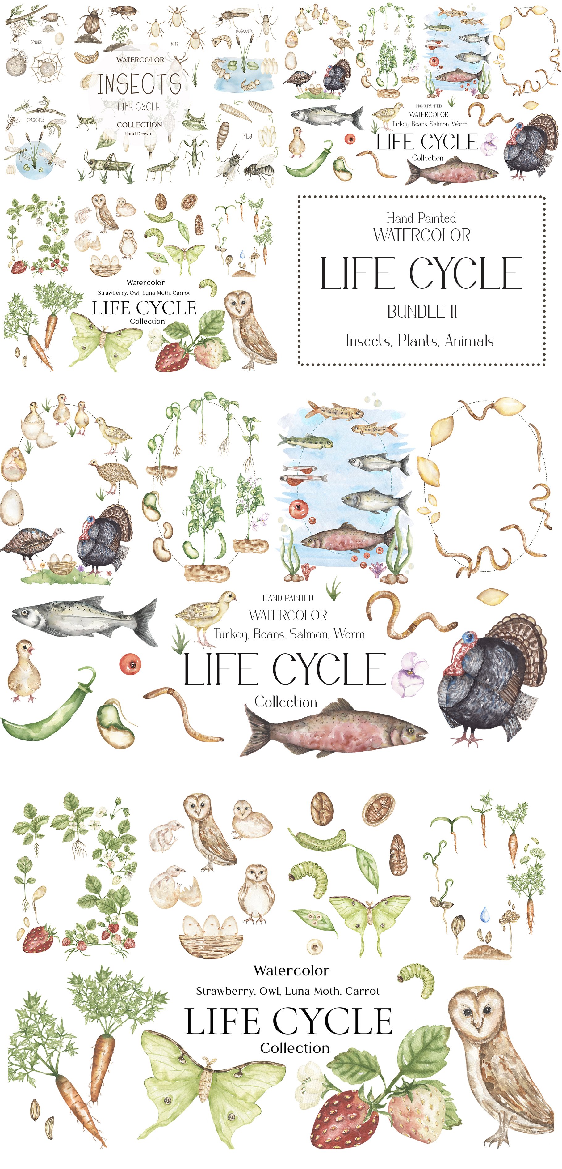 Watercolor Life Cycle Bundle 2