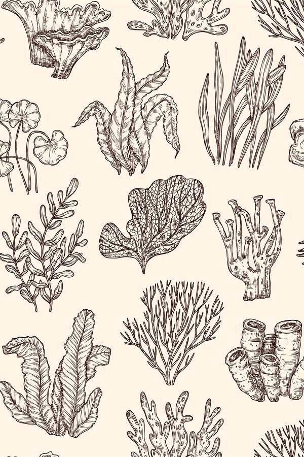 Seaweed pattern. Underwater life, seaweeds coral nautical ba